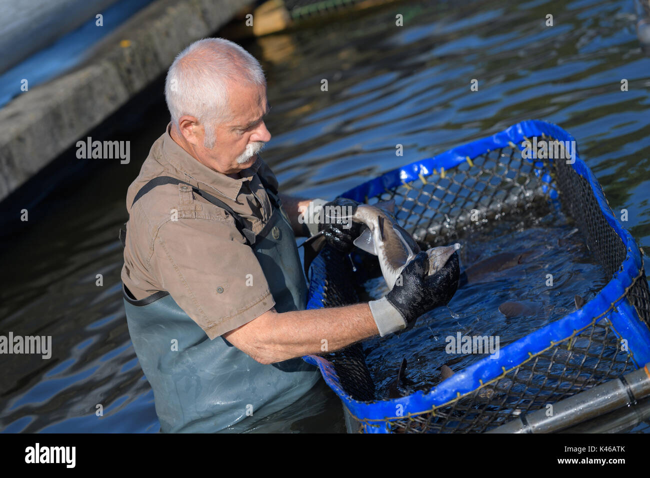hatchery worker netting kokanee salmon Stock Photo - Alamy