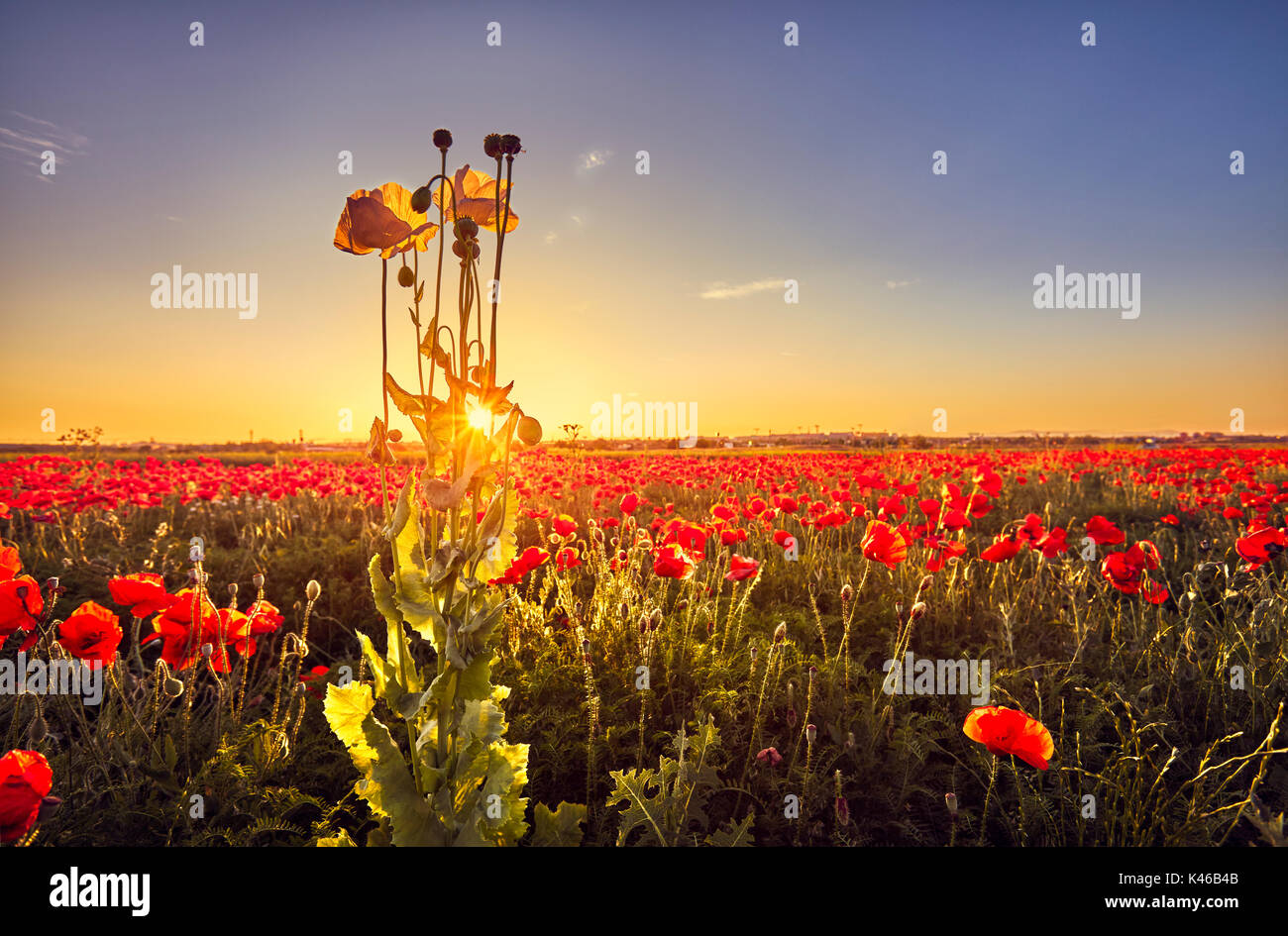 White opium poppy and red poppy flowers field. Getafe, Community of ...