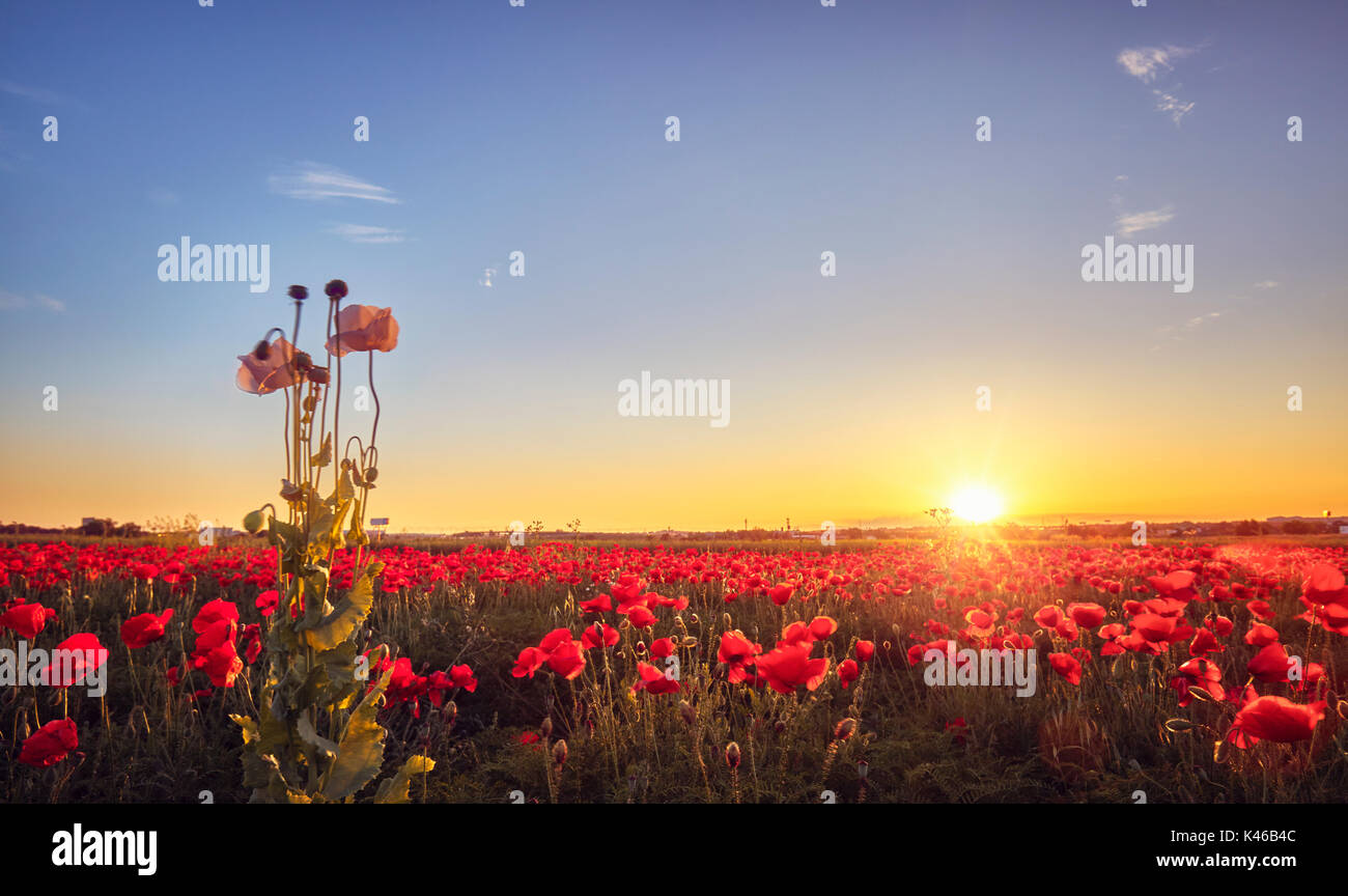 White opium poppy and red poppy flowers field. Getafe, Community of ...