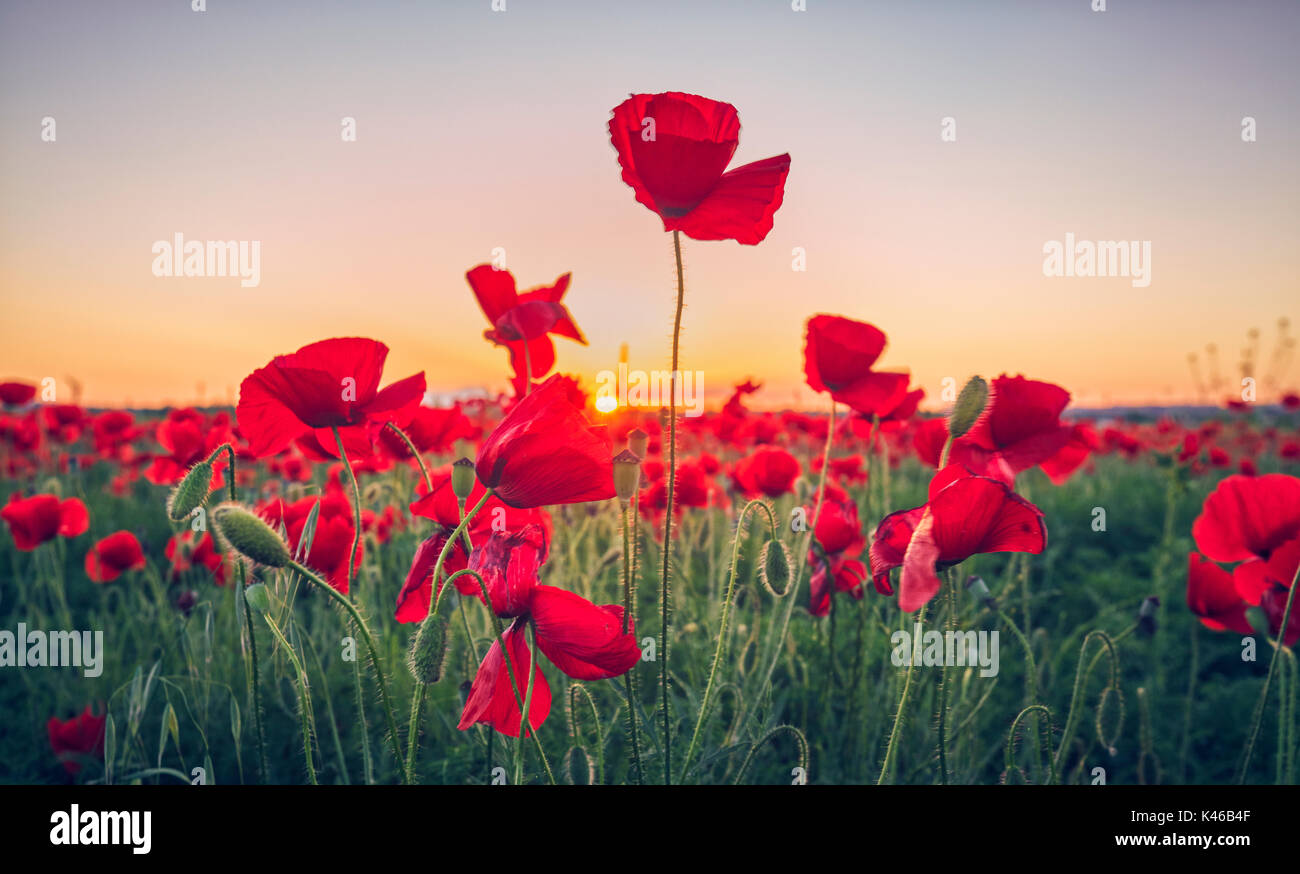 Red poppy flower field. Getafe, Community of Madrid. Spain Stock Photo ...