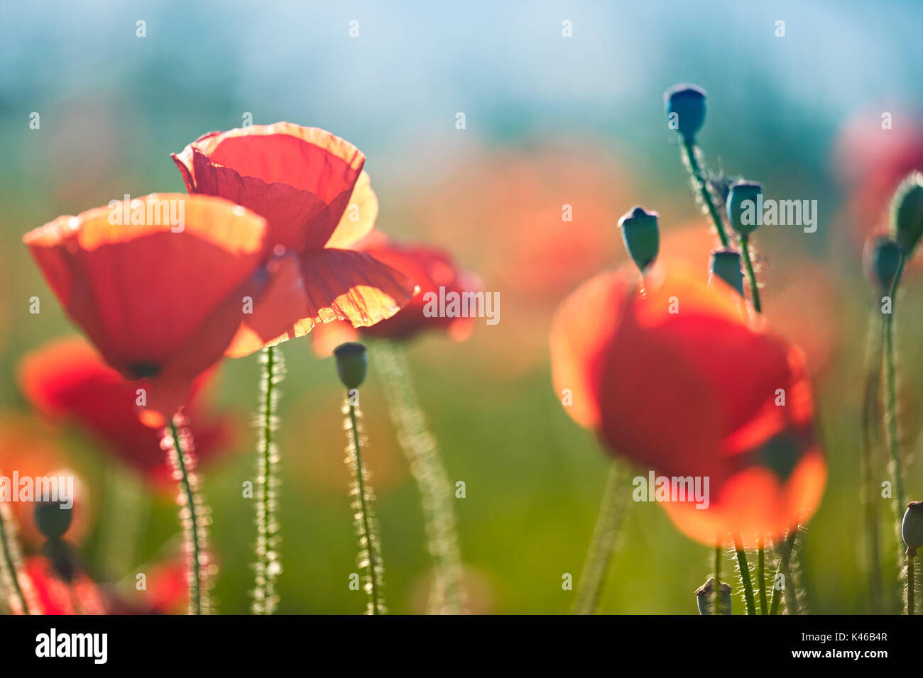Red poppy flowers field. Getafe, Community of Madrid. Spain Stock Photo ...