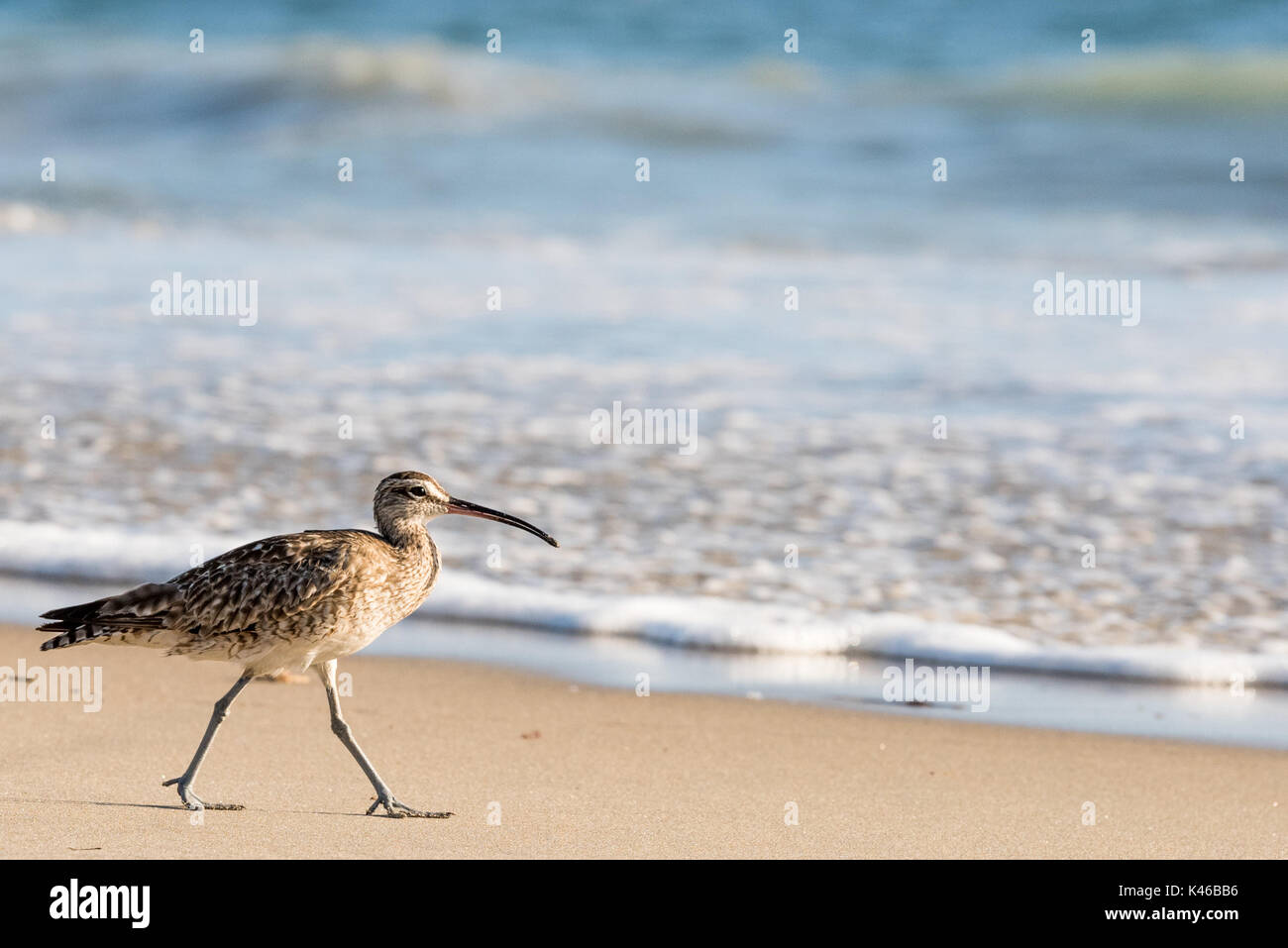 Whimbrel, shore bird walking on the beach at the surf close up in ...