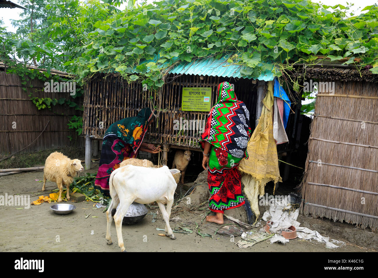 Rural women taking care of cattle at home at Ulipur in Kurigram ...