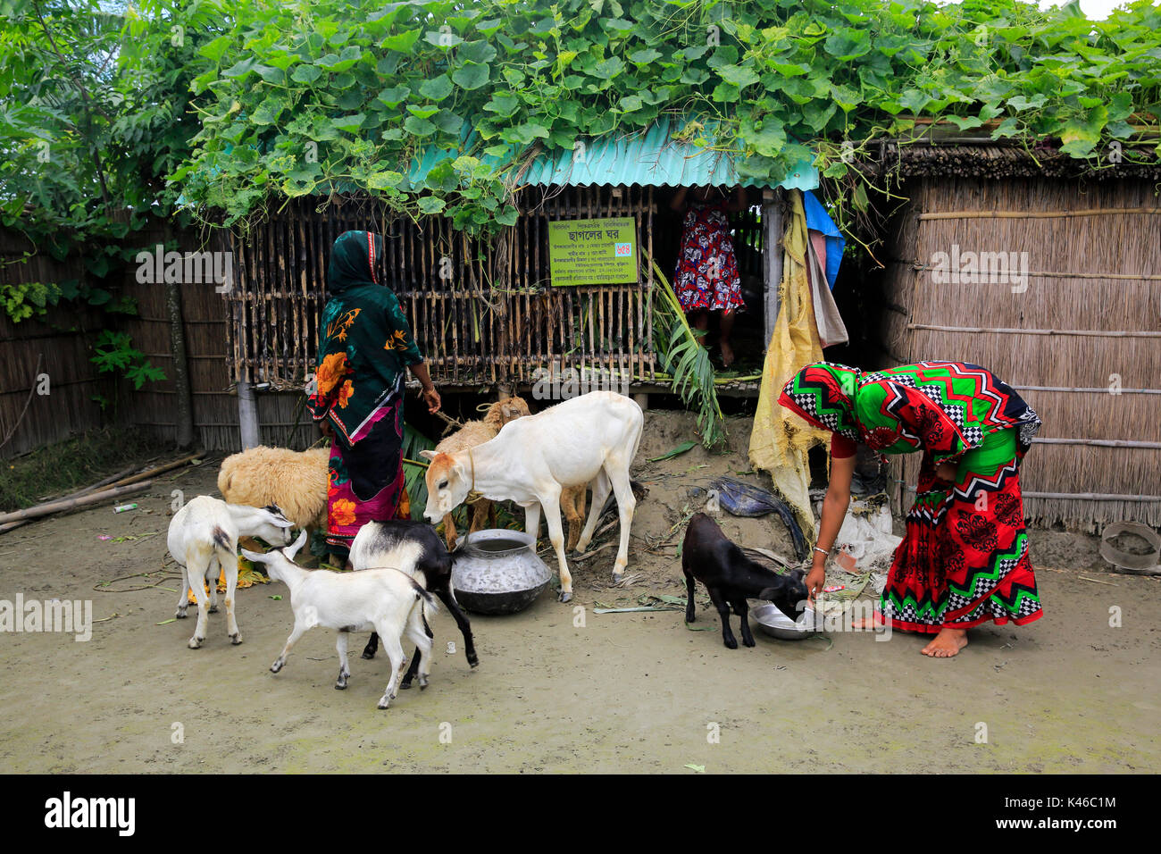 Rural women taking care of cattle at home at Ulipur in Kurigram ...