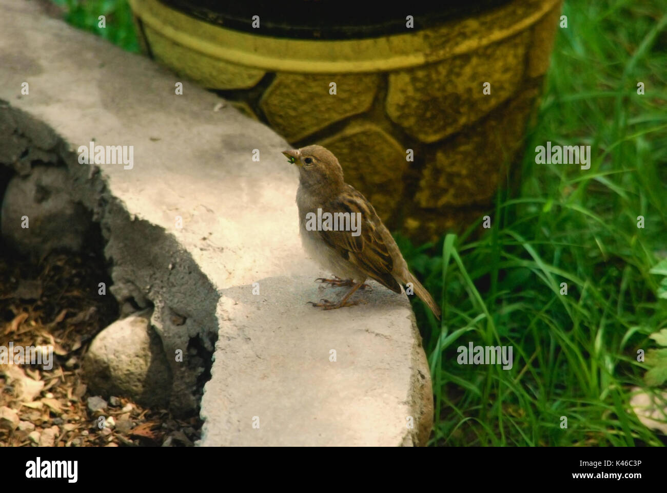 Little bird eating some grass Stock Photo - Alamy