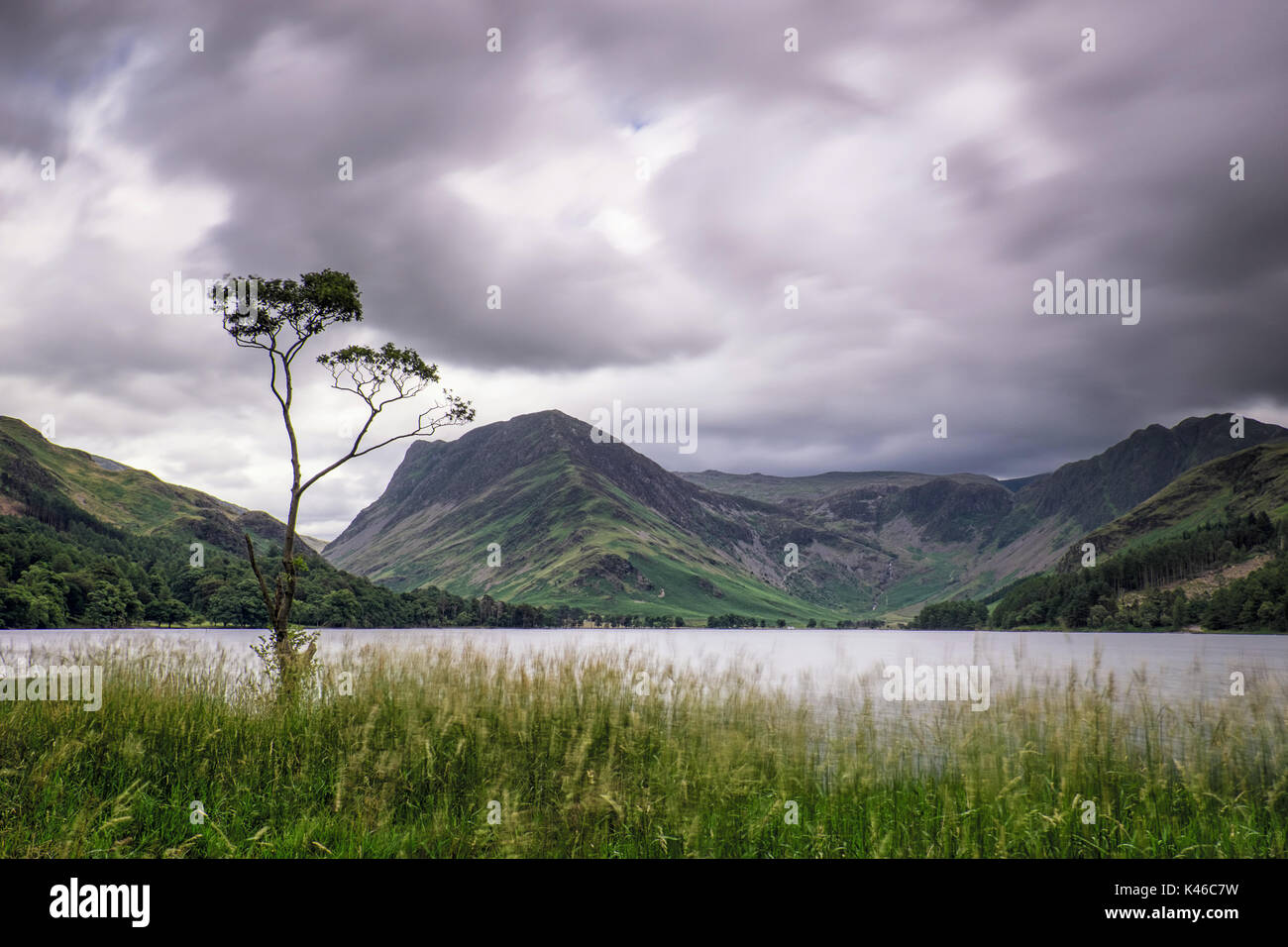 Lone tree buttermere lake district hi-res stock photography and images ...