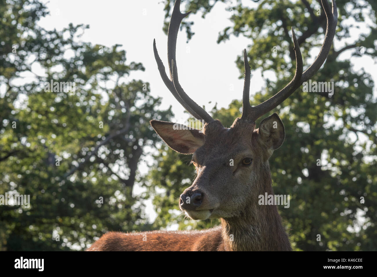 Red deer headshot hi-res stock photography and images - Alamy