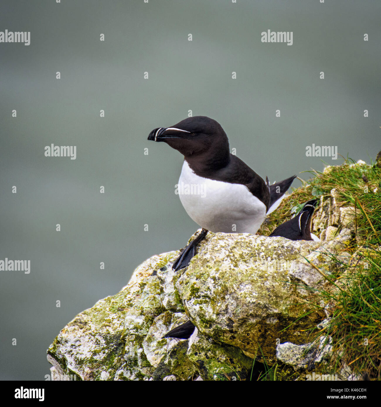 Seabird cliffs nature background hi-res stock photography and images ...