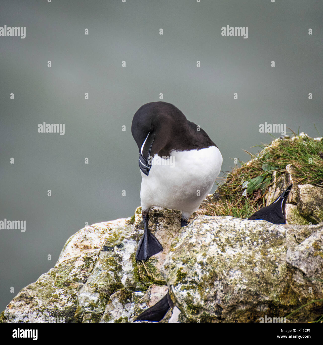 Alca torda razorbill hi-res stock photography and images - Alamy