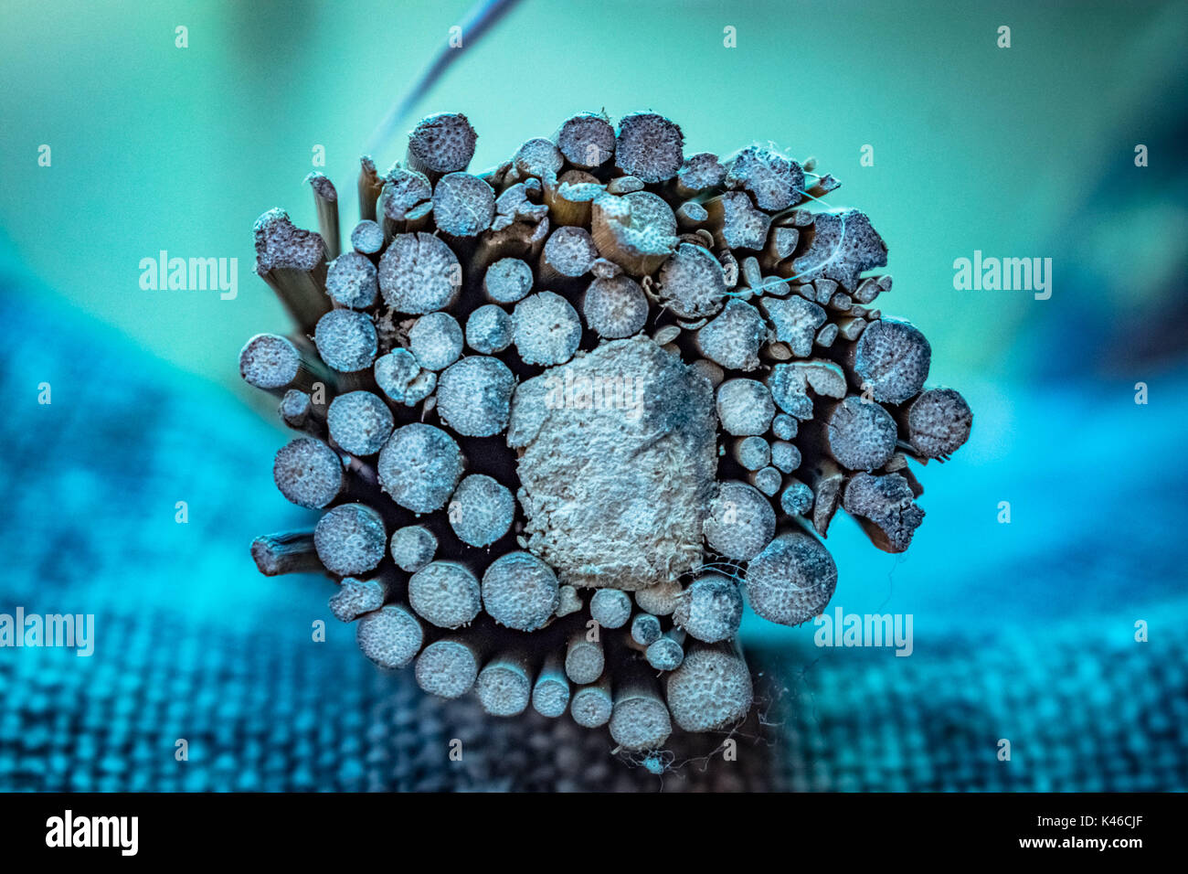 Broom grass texture hi-res stock photography and images - Alamy