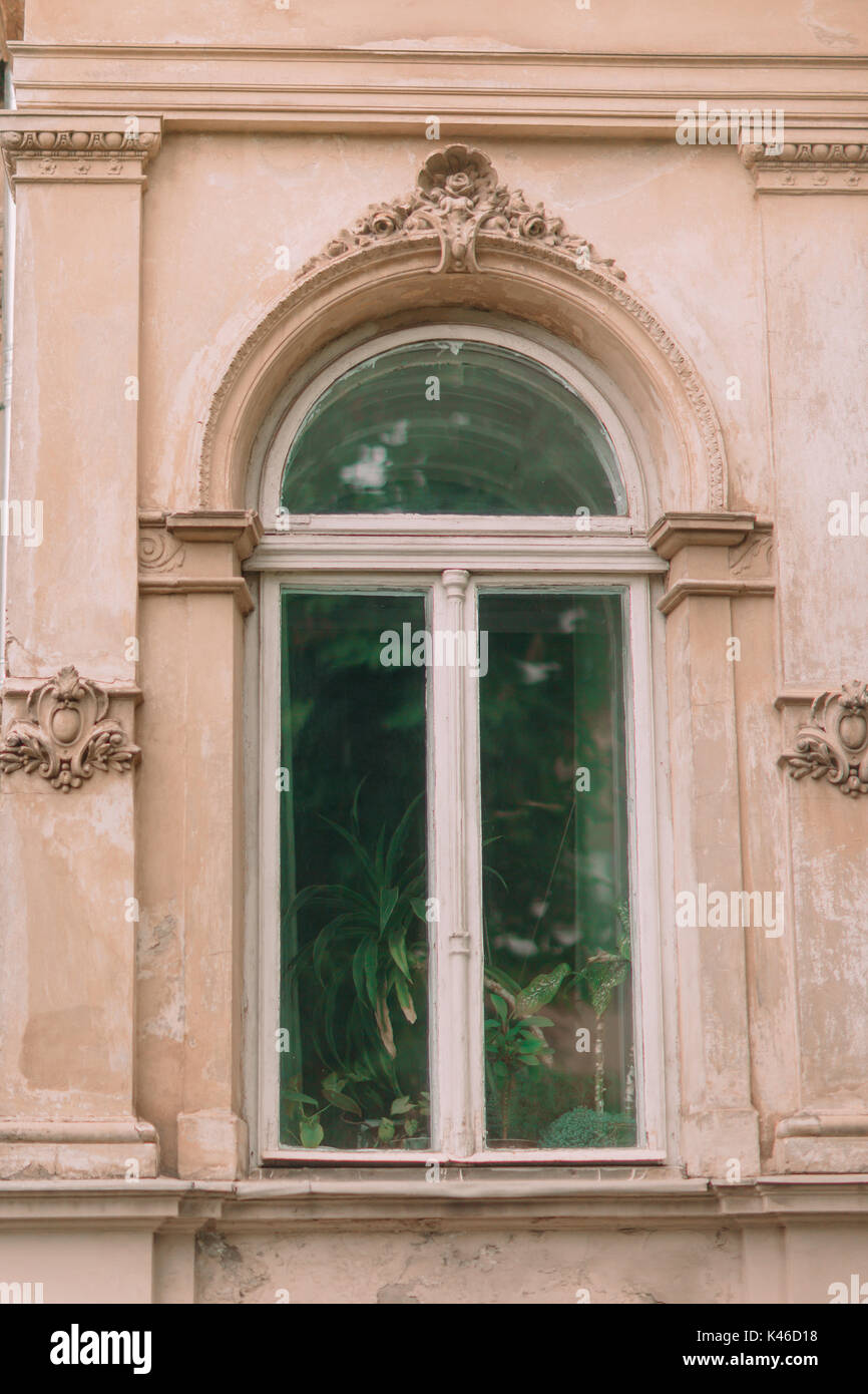 The view of the window with green plants of the old gothic building ...