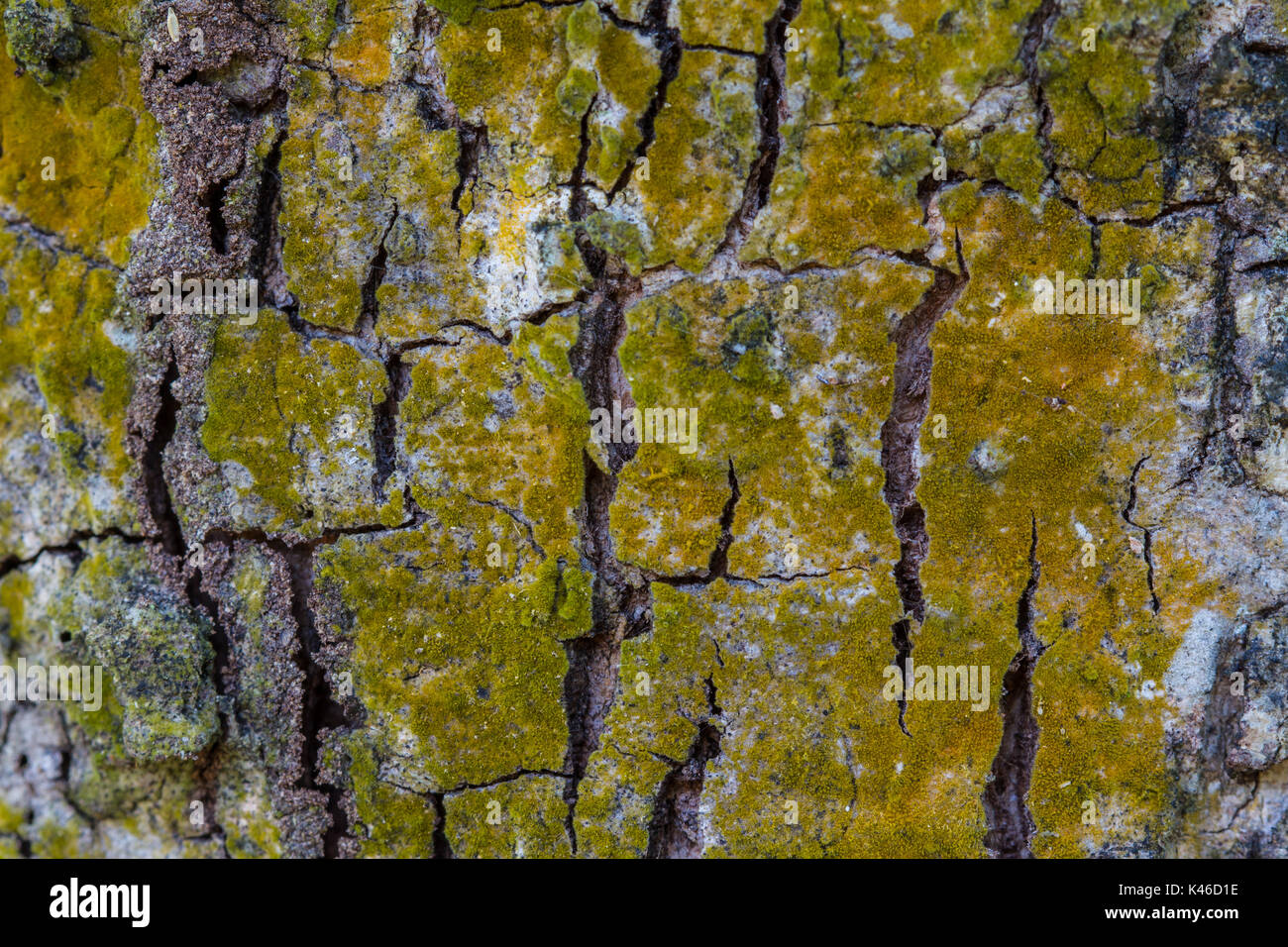 texture of bark wood use as natural background Stock Photo - Alamy