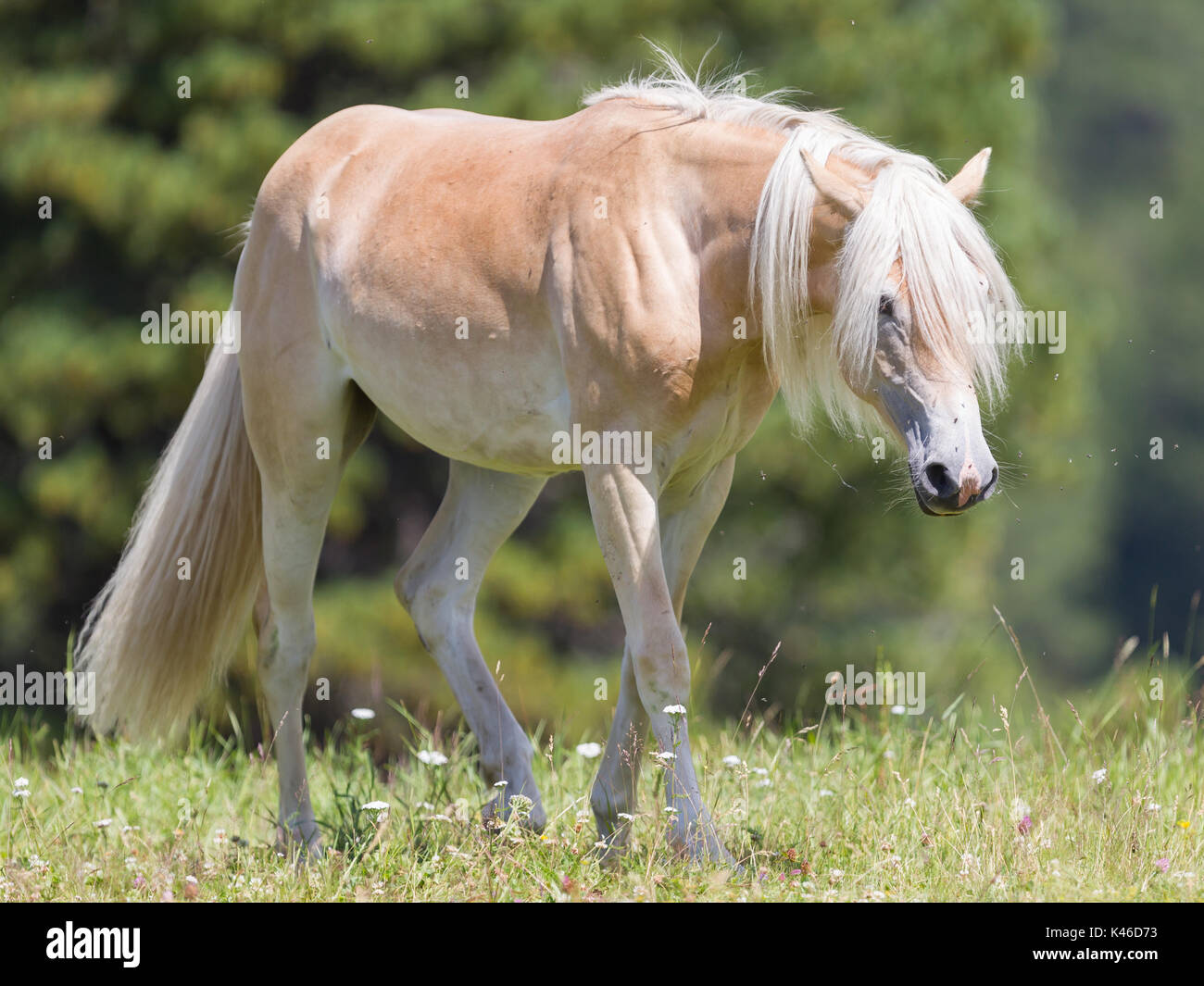 Beautiful haflinger horse in the Alps / mountains in Tirol, Austria ...
