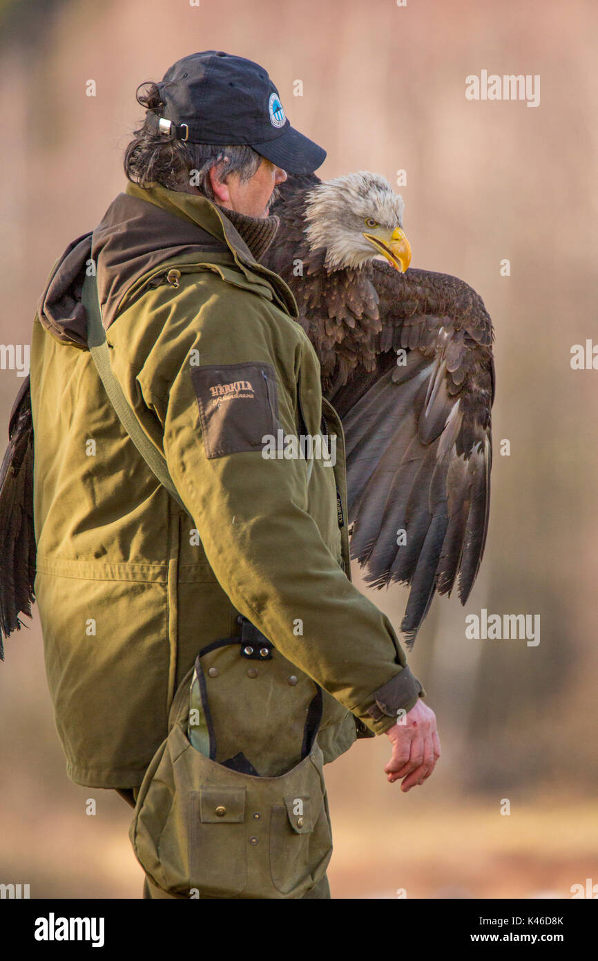 Bald Eagle - Haliaeetus leucocephalus with its handler Stock Photo - Alamy
