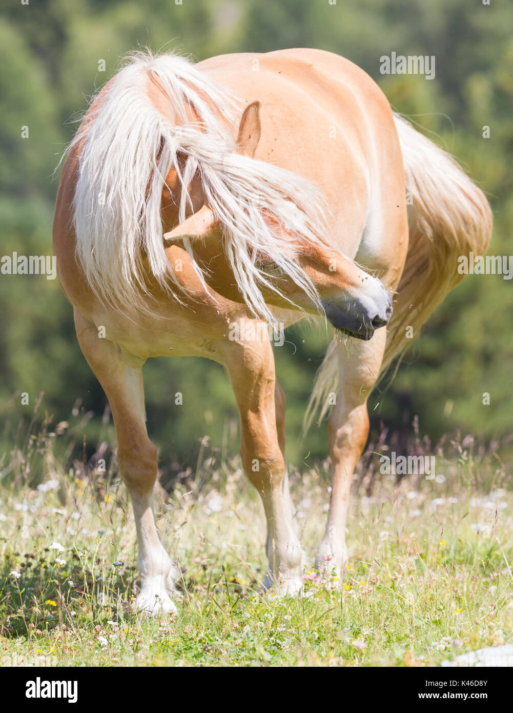 Beautiful haflinger horse in the Alps / mountains in Tirol, Austria ...