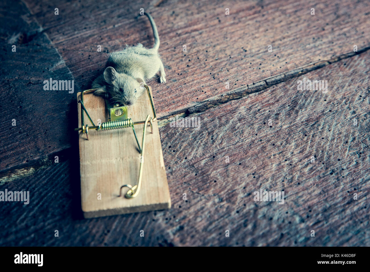 Gray, dead mouse trapped by mouse trap, separated on white Stock Photo ...