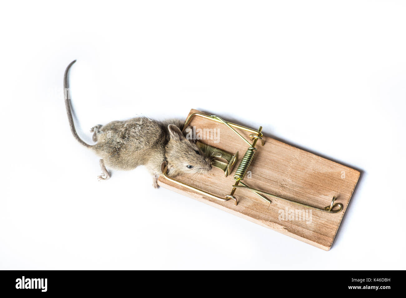 Gray, dead mouse trapped by mouse trap, separated on white Stock Photo ...
