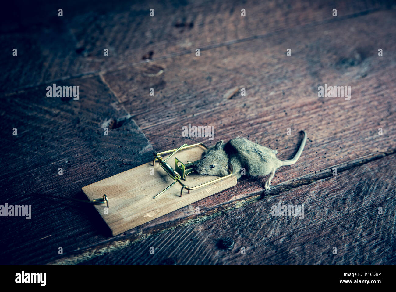 Gray, dead mouse trapped by mouse trap, separated on white Stock Photo ...