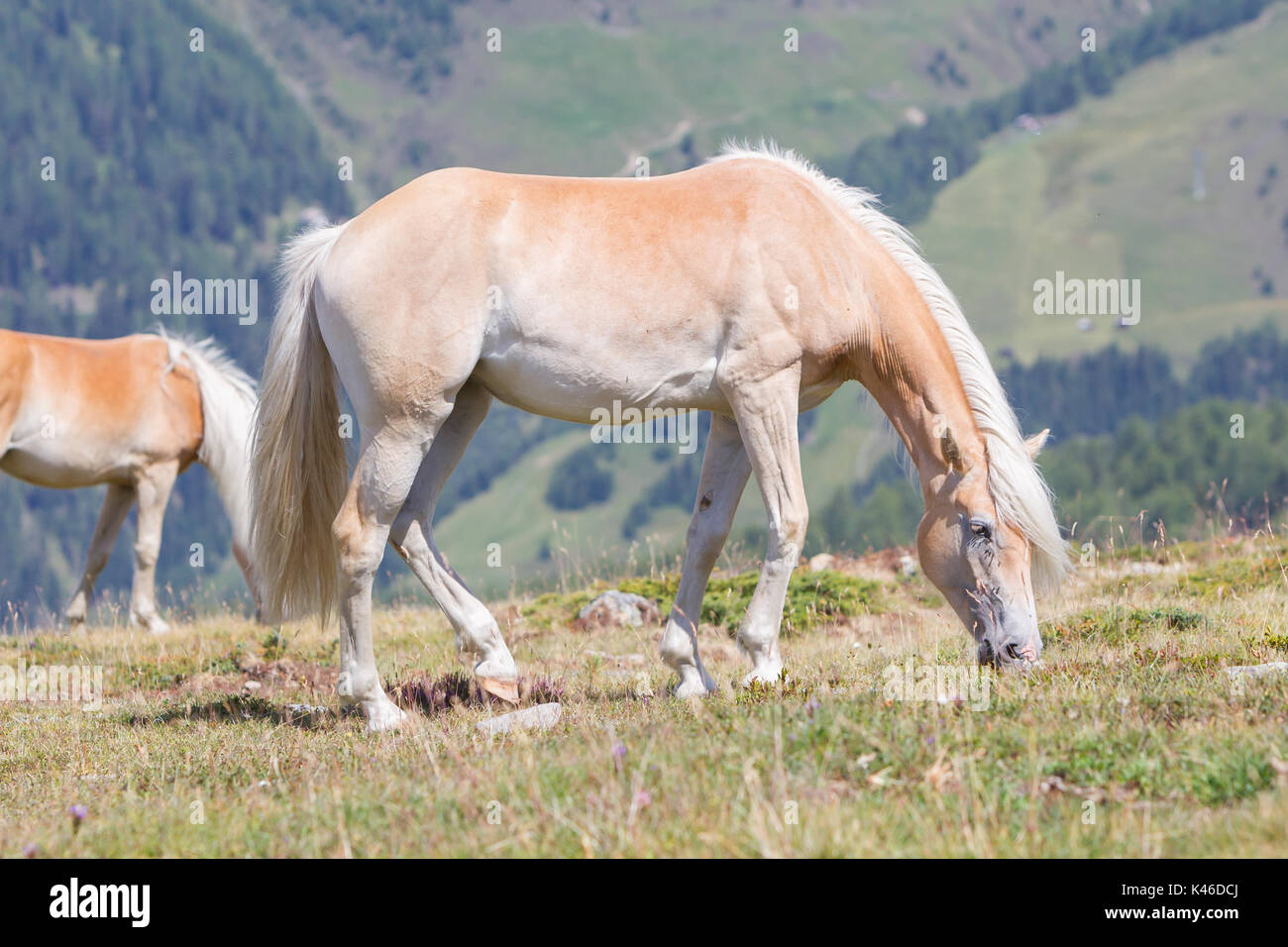Beautiful haflinger horse in the Alps / mountains in Tirol, Austria ...