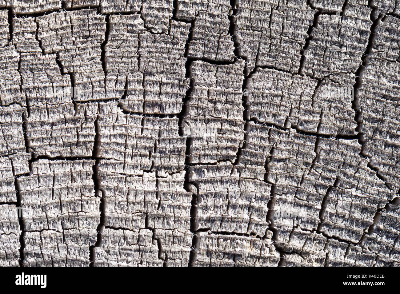 Old tree cut texture, big cracks in the structure Stock Photo - Alamy
