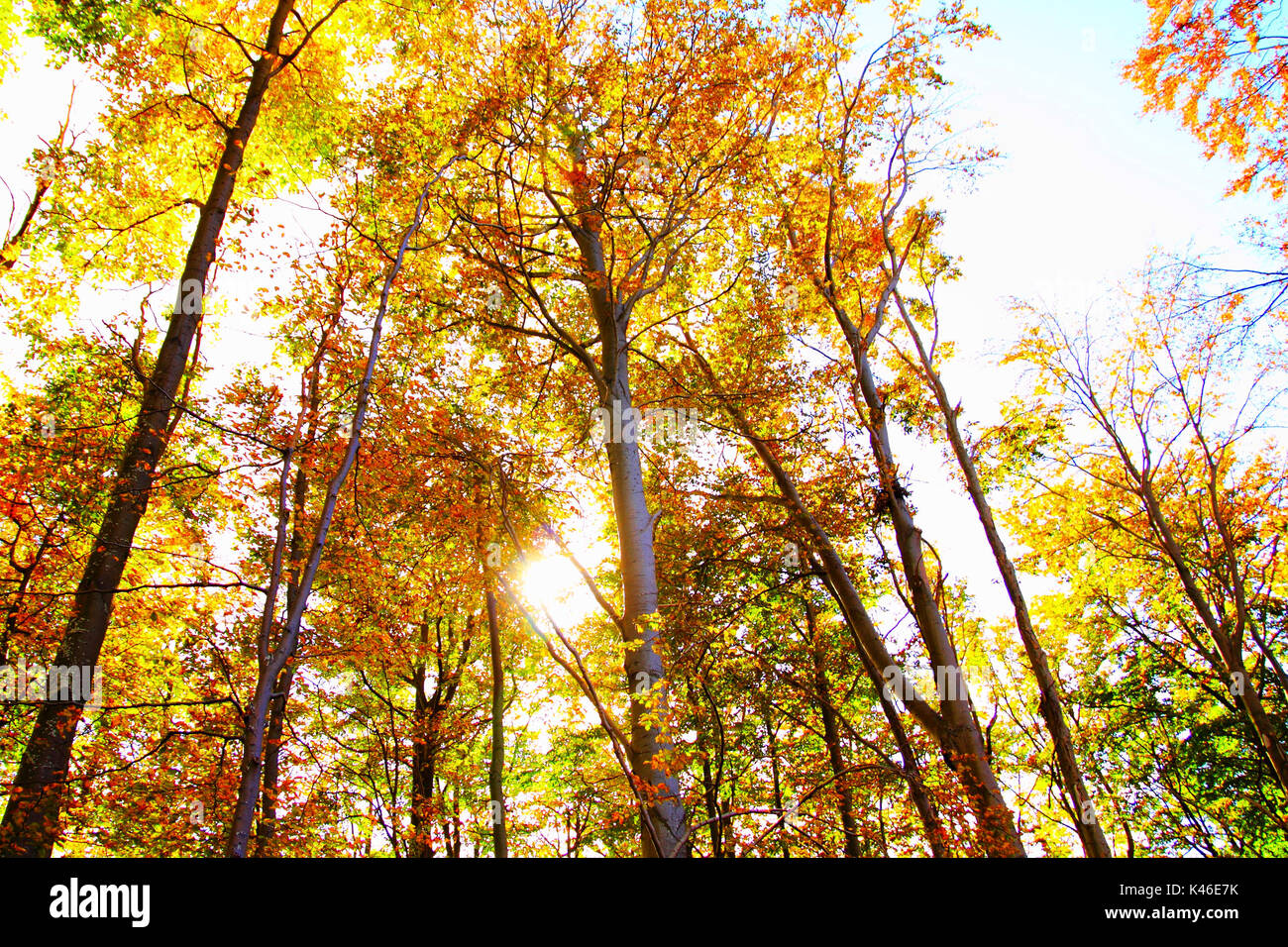 Fall scene in forest, colorful trees and sunshine through treetops ...