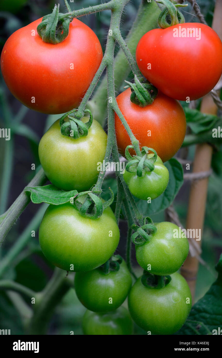 Tomatoes on the vine Stock Photo - Alamy