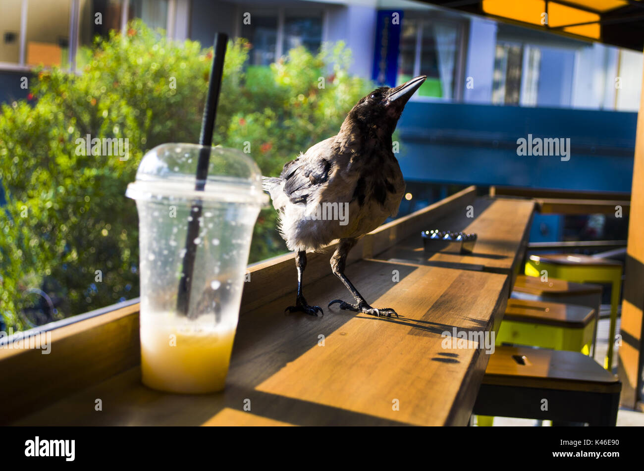 bird has become a cafeteria customer Stock Photo - Alamy