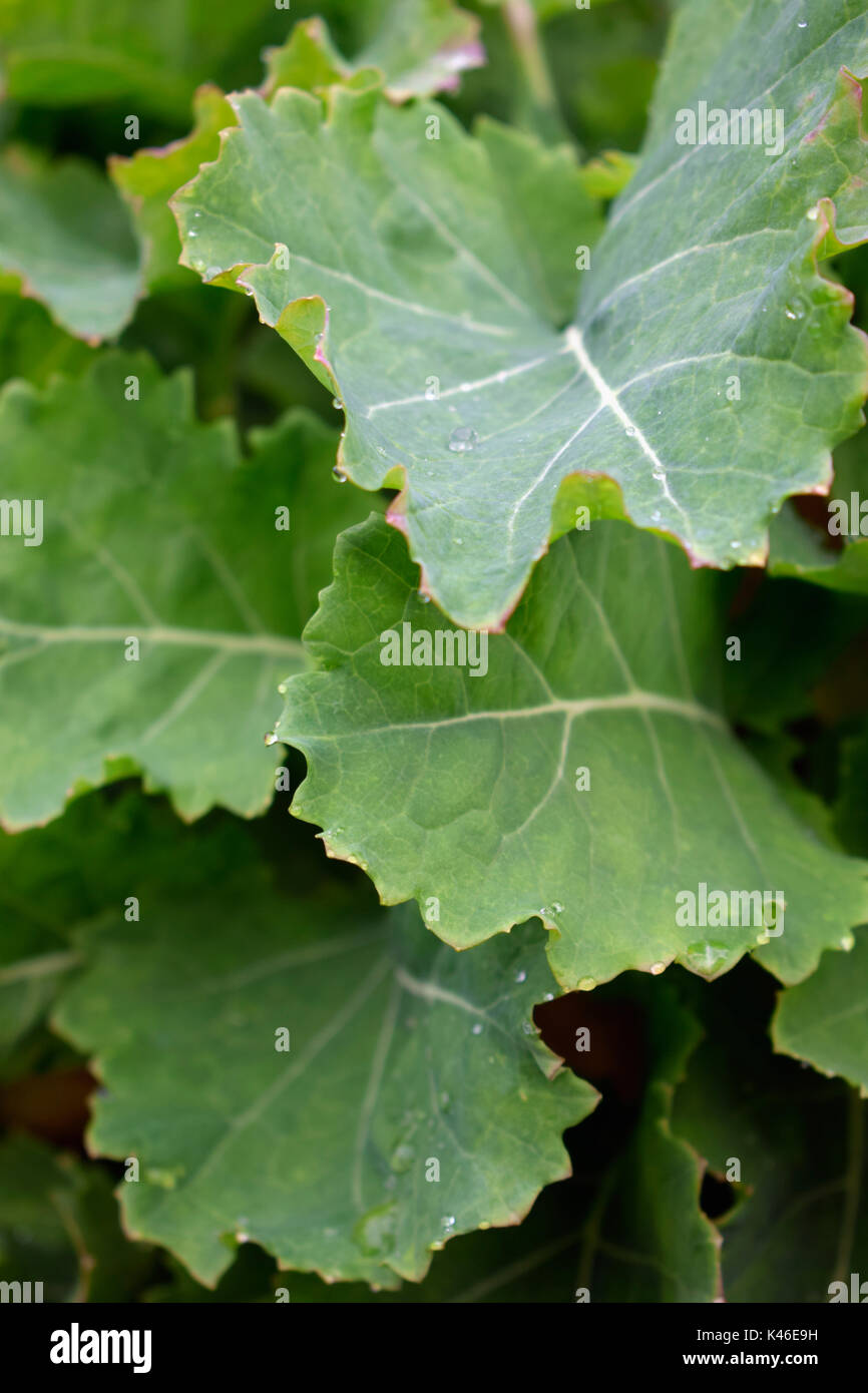 Daubenton kale hi-res stock photography and images - Alamy