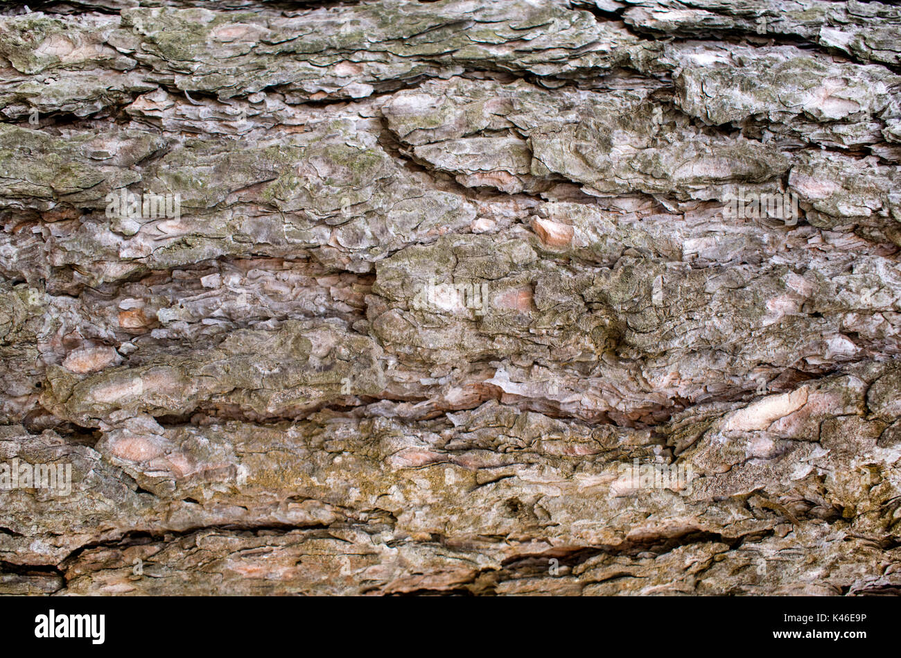 Bark texture in horizontal hi-res stock photography and images - Alamy