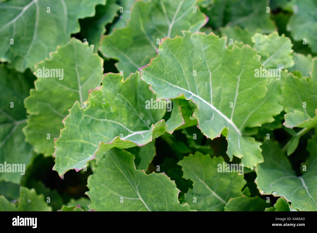 Daubenton kale hi-res stock photography and images - Alamy