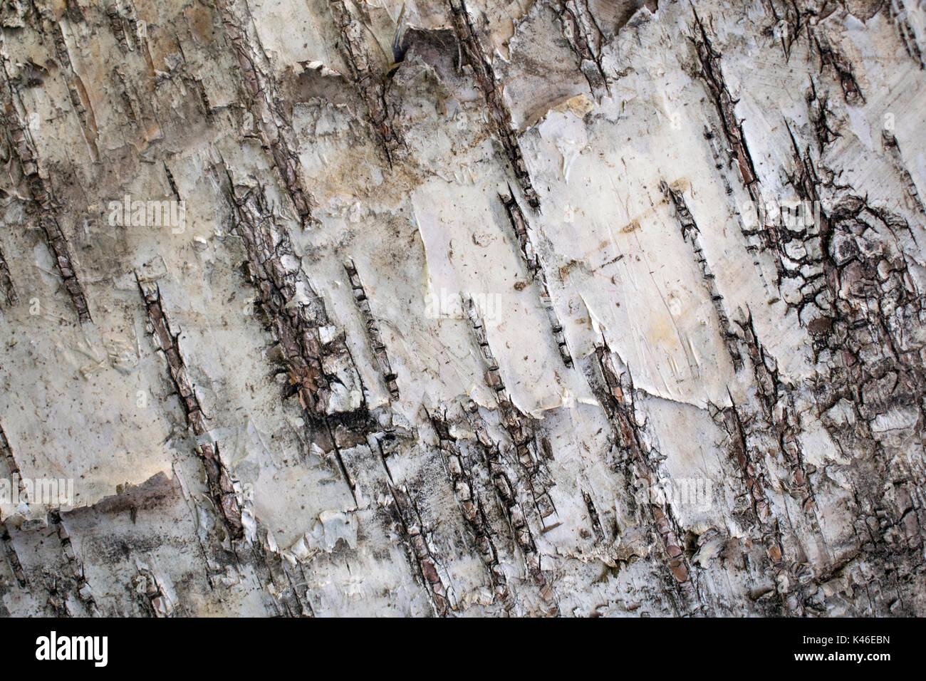 Loose bark hi-res stock photography and images - Alamy