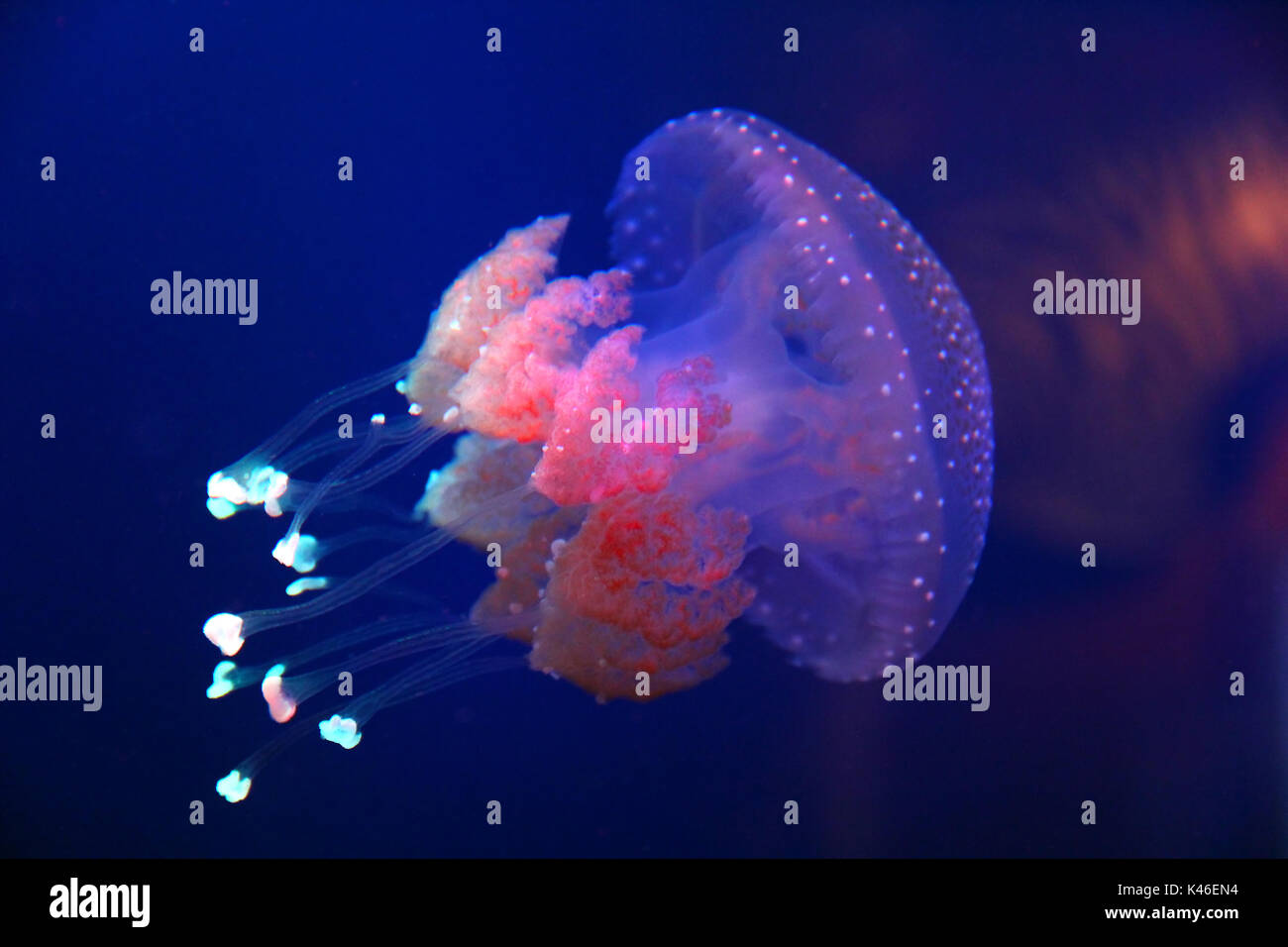 Glowing barrel jellyfish swimming in the water Stock Photo - Alamy