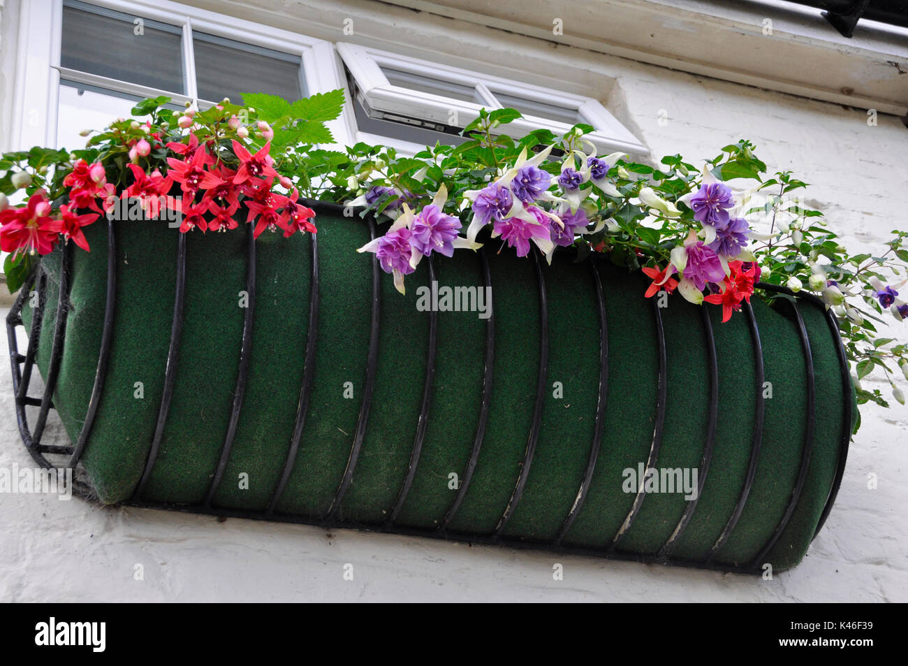 Fuchsia box hi-res stock photography and images - Alamy