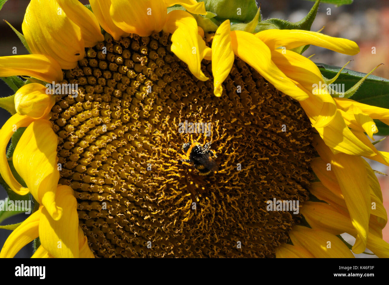 Scruffy Flower High Resolution Stock Photography and Images - Alamy