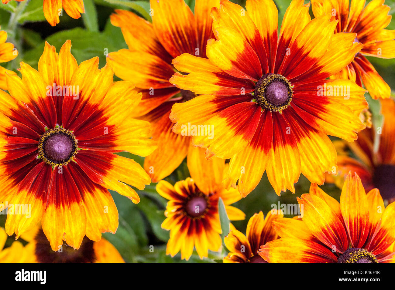 Rudbeckia hirta ' Cappuccino ', Black-eyed Susan orange red flowers ...