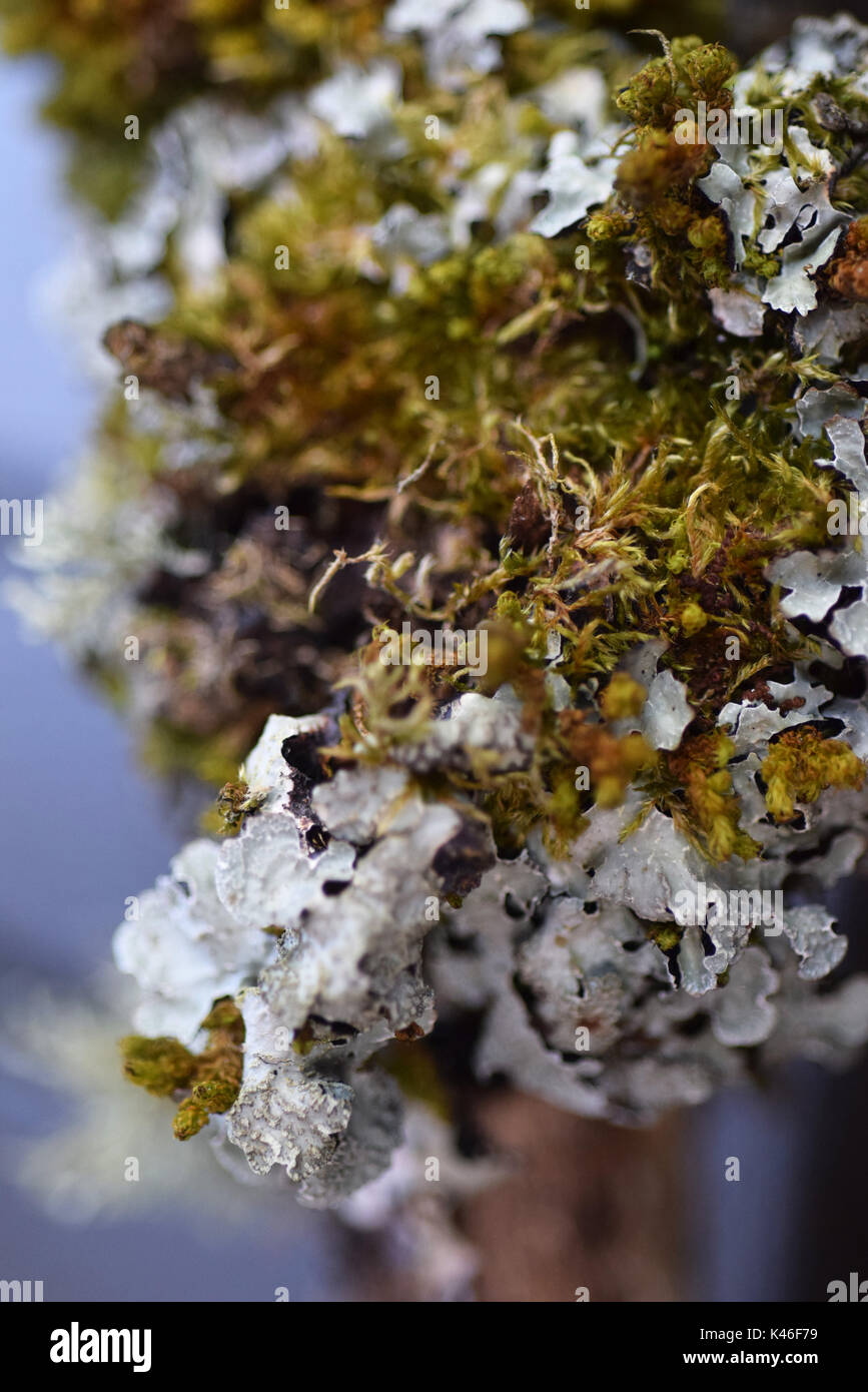 moss on dead tree branch Stock Photo - Alamy