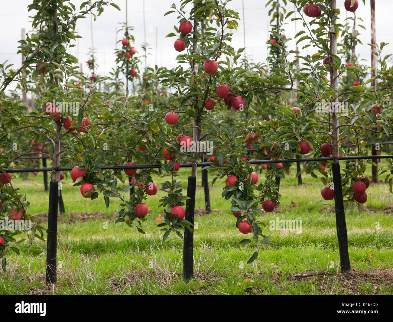 Fruit Orchard High Resolution Stock Photography and Images - Alamy