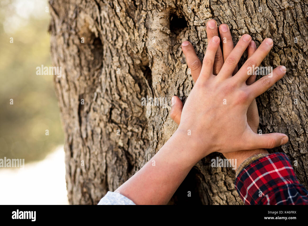 Man put hand on old tree trunk. Male palm on aged oak tree bark Stock ...