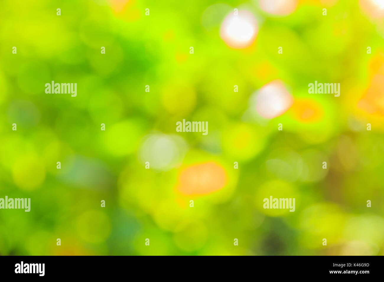 Abstract bokeh and blurred green nature background model is used to ...