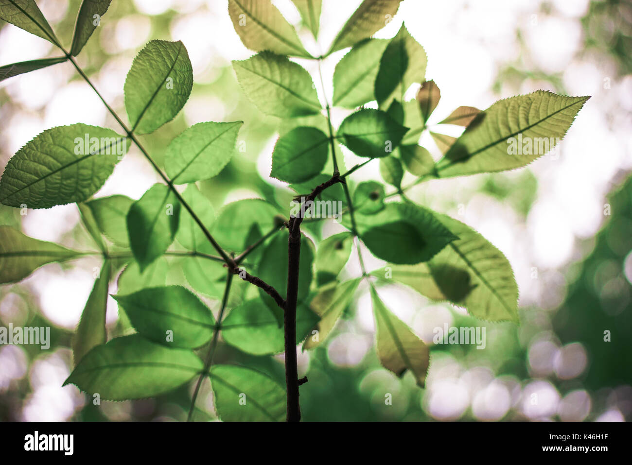 Translucent leaves hi-res stock photography and images - Alamy