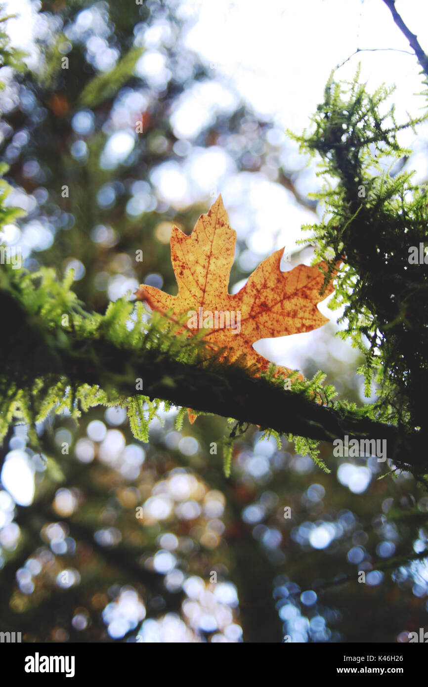 Abstract shapes in nature photography hi-res stock photography and ...