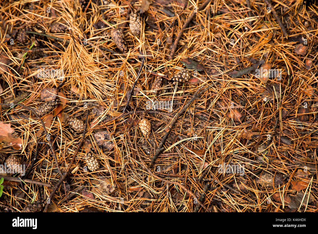 autumn pine Forest floor texture Stock Photo - Alamy