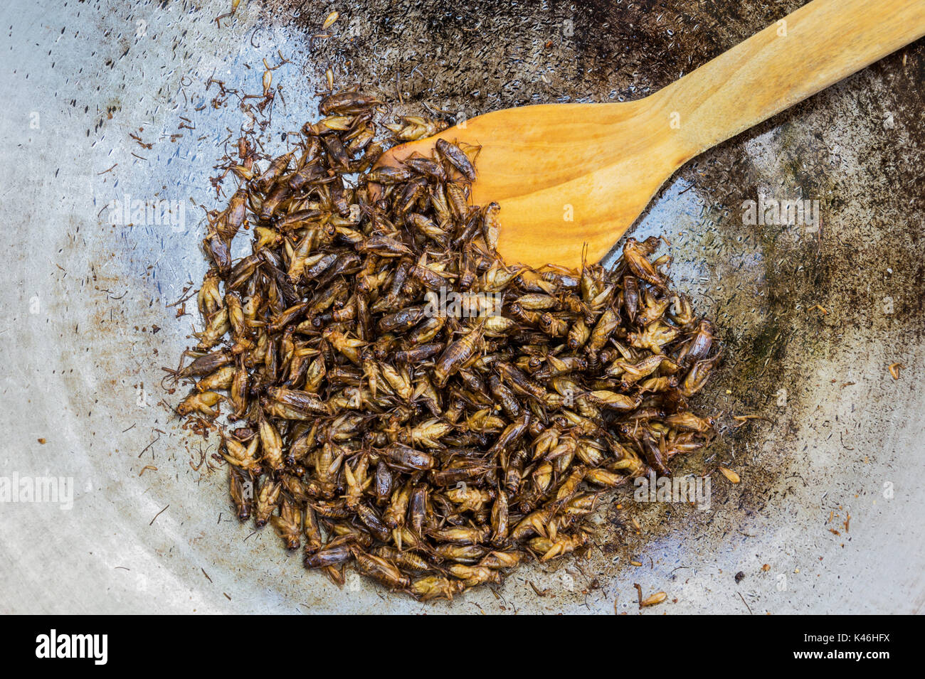 Fried insects as a snack in Thailand Stock Photo - Alamy