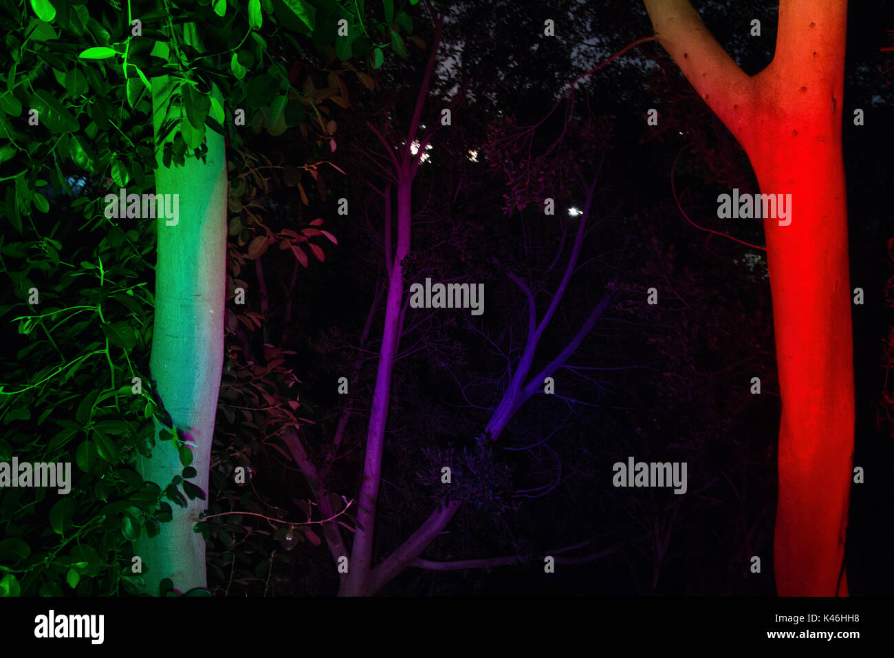 colored trees with the technique of light painting Stock Photo - Alamy