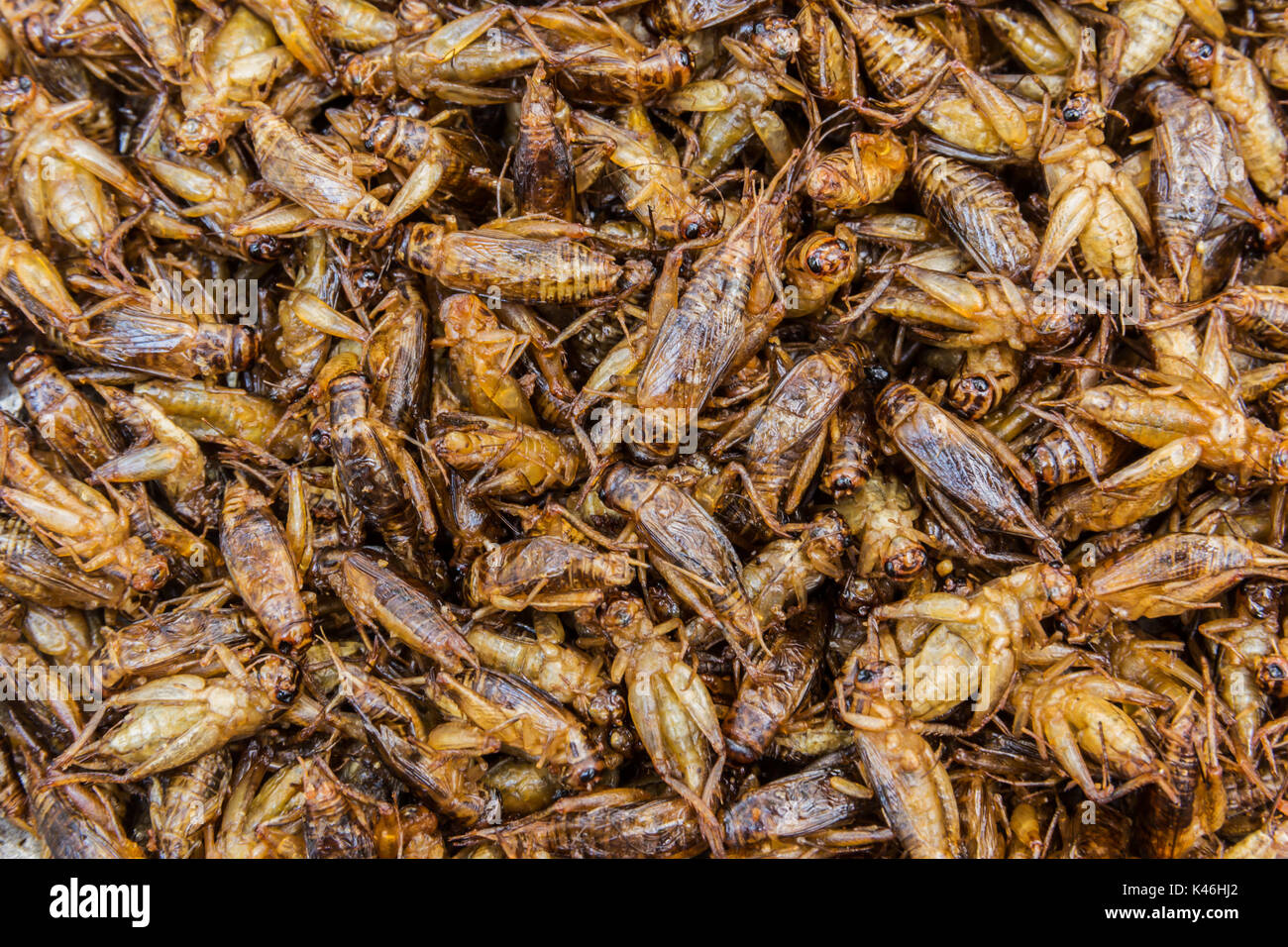 Fried insects as a snack in Thailand Stock Photo - Alamy