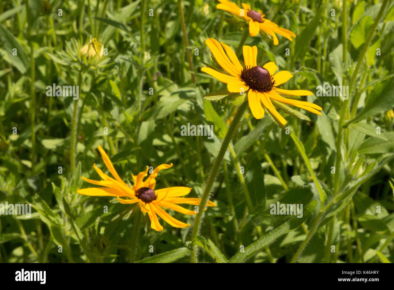 Rudbeckia hirta black eyed susan gold hi-res stock photography and ...