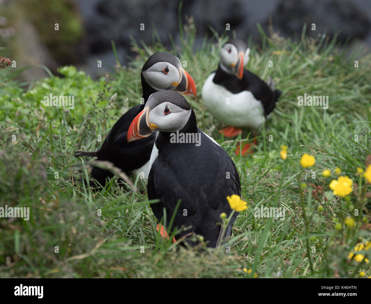 Iceland birdlife hi-res stock photography and images - Alamy