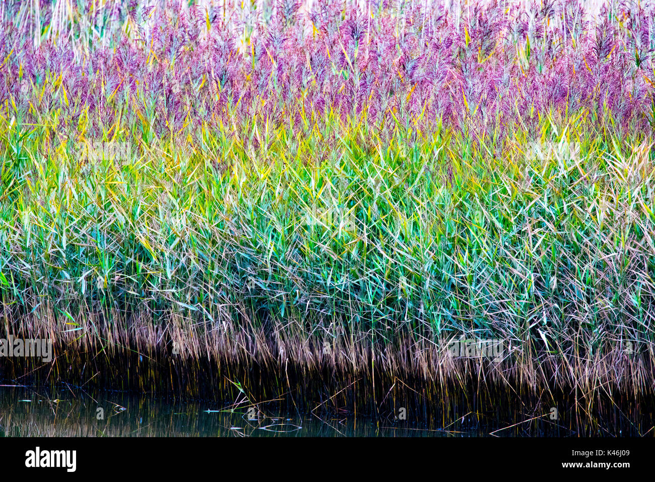 Colourful reed bed at a small lake near the coast that are used for ...