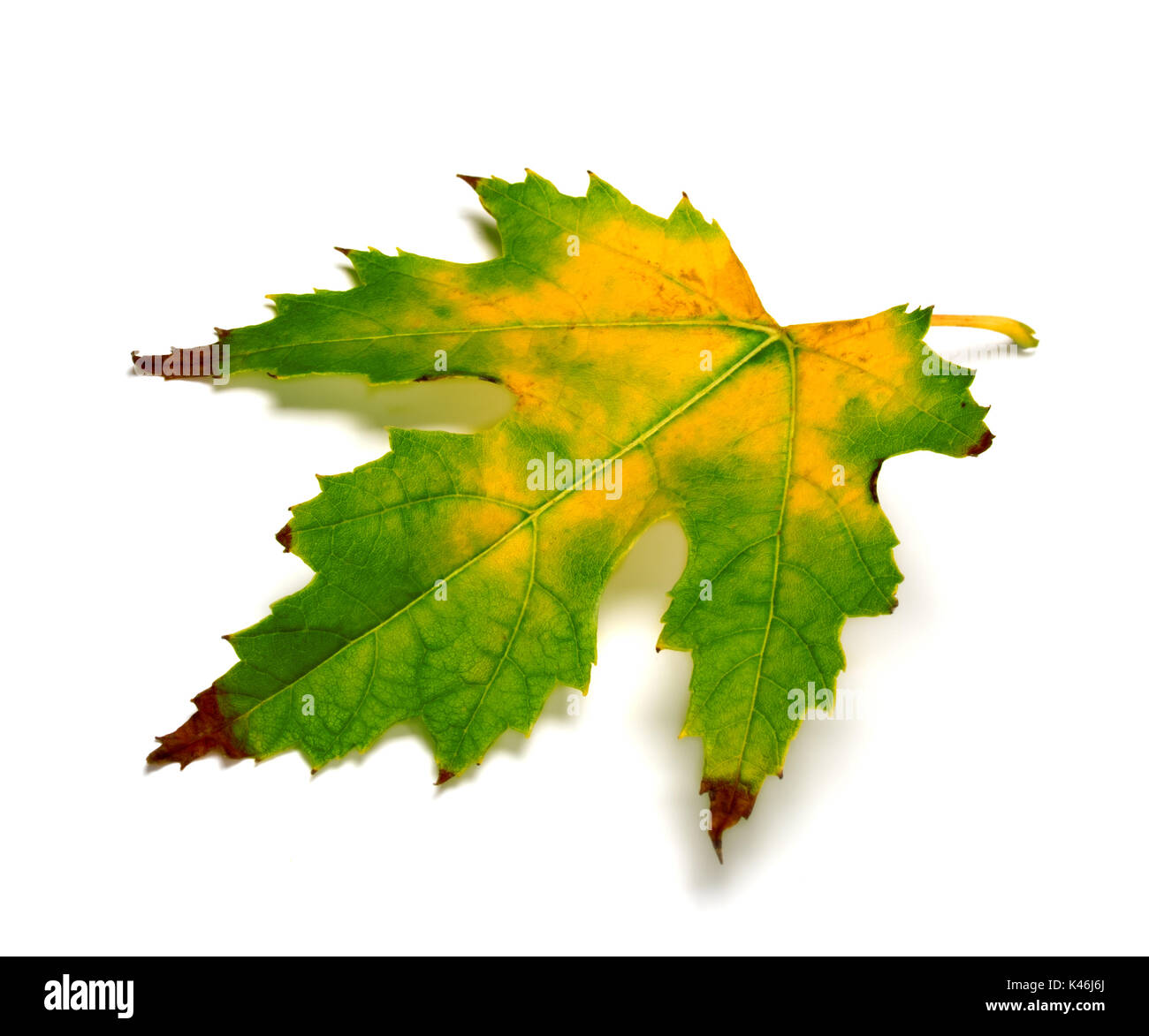 Multicolor maple leaf isolated on white background Stock Photo - Alamy