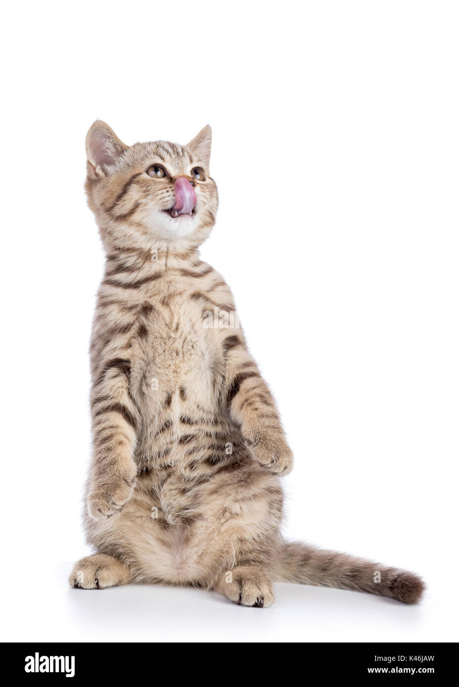 Cute tabby cat kitten standing with hind legs and licking isolated on ...